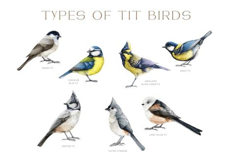 21 533 Chickadee Birds Royalty Free Photos And Stock Images Shutterstock