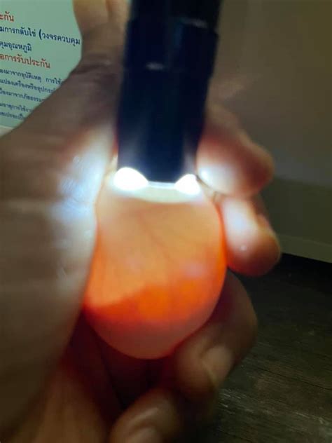 ส่องไข่เชื้อ 224 อยู่ดี ฟาร์ม สวนเกษตรแบบผสมผสาน Facebook