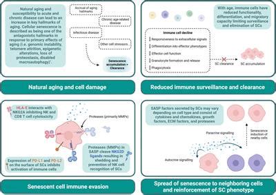 Frontiers Impact Of Senolytic Treatment On Immunity Aging And Disease