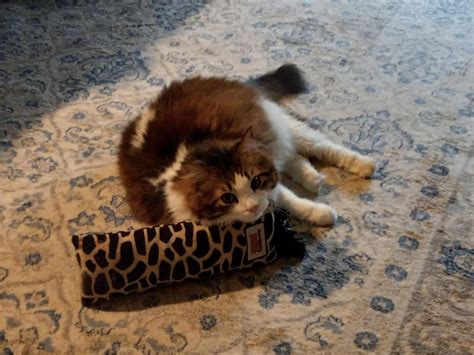 My Charity Case Hazel Moo I Adopted Her Even Though She Bit Me At The