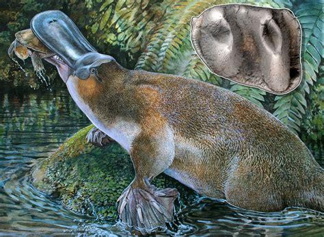 Single Tooth Tells Of Long Extinct Platypus The New York Times
