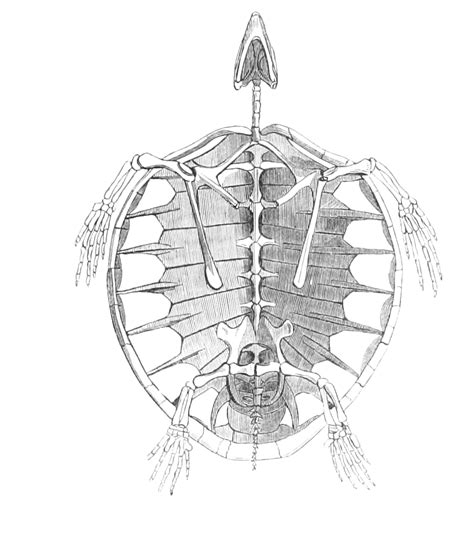 Black And White Vintage Turtle Skeleton Drawing From 1856