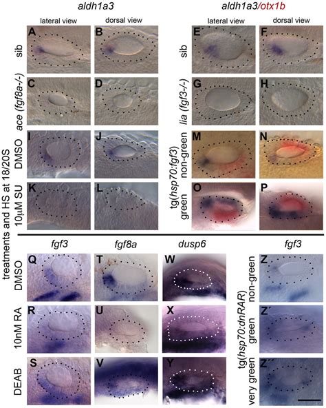 ra signalling and fgf signalling are linked in a regulatory feedback