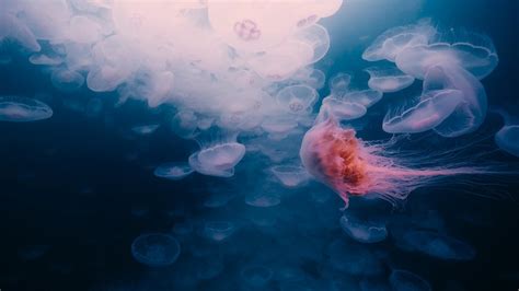 Voyage Of Time Kritik Film 2016 Moviebreak De