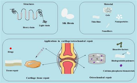Evaluation And Application Of Silk Fibroin Based Biomaterials To Promote Cartilage Regeneration