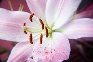 How To Use Macro Filters For Close Up Photography