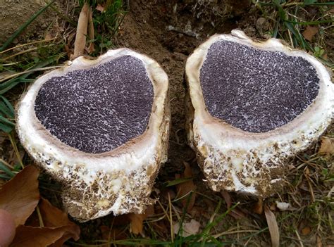 Scleroderma Polyrhizum The Ultimate Mushroom Guide