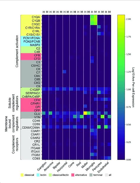 Comparison Of Cell Type Specific Complement Expression Between