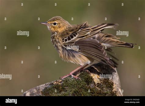 Boompieper Tree Pipit Stock Photo Alamy