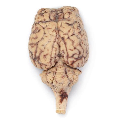 Sheep Brain Diagram Nerves