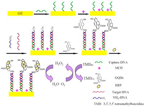 Advances In Electrochemical Biosensor Technologies For The Detection Of