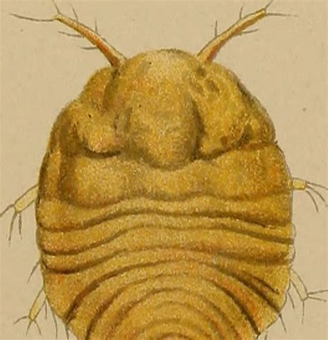 Image From Page 414 Of Annual Report Of The Regents 188 Flickr