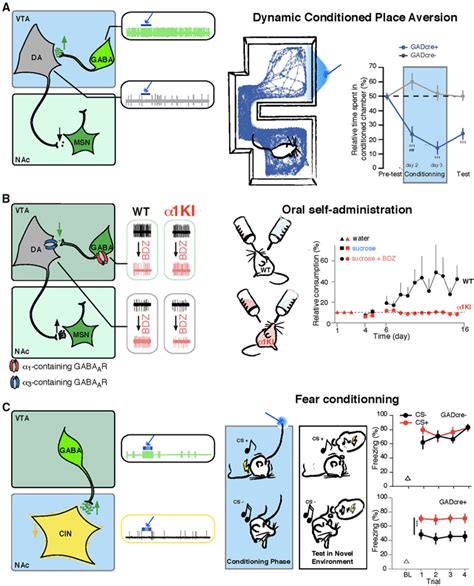 Frontiers Vta Gaba Neurons Modulate Specific Learning Behaviors Through The Control Of