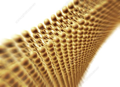 Cell Membrane Lipid Bilayer Artwork Stock Image F Science Photo Library