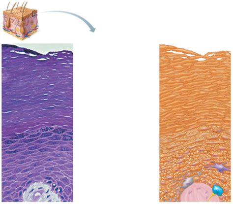 Chapter Integumentary System Flashcards Quizlet