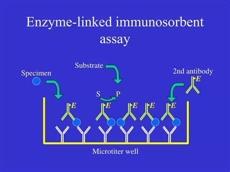 Ppt Enzyme Linked Immunosorbent Assay Powerpoint Presentation Free Download Id 270810