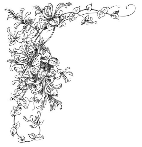 Honeysuckle Vine Drawing