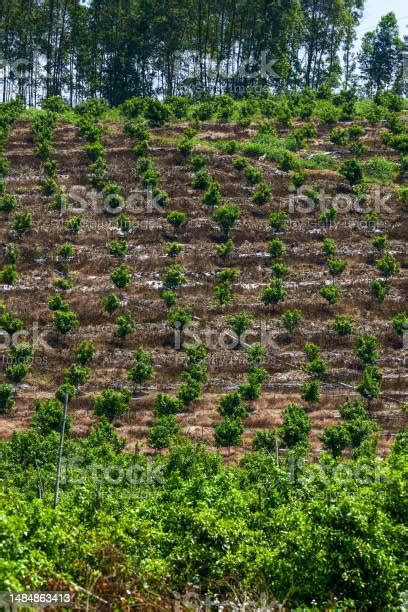 Pohon Buahbuahan Tumbuh Di Kebun Pertanian Di Luar Ruangan Foto Stok Unduh Gambar Sekarang
