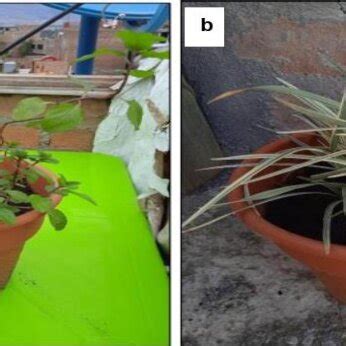 The Cells And Soil Temperature Measurement Used A Peppermint Plant Download Scientific