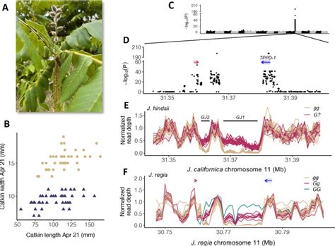 Distinct Ancient Structural Polymorphisms Control Heterodichogamy In