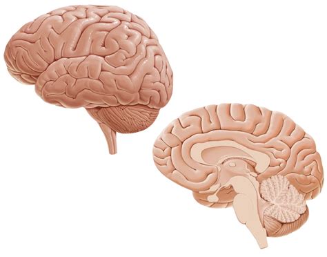 Cerebral Cortex Lateral And Medial Views Quiz