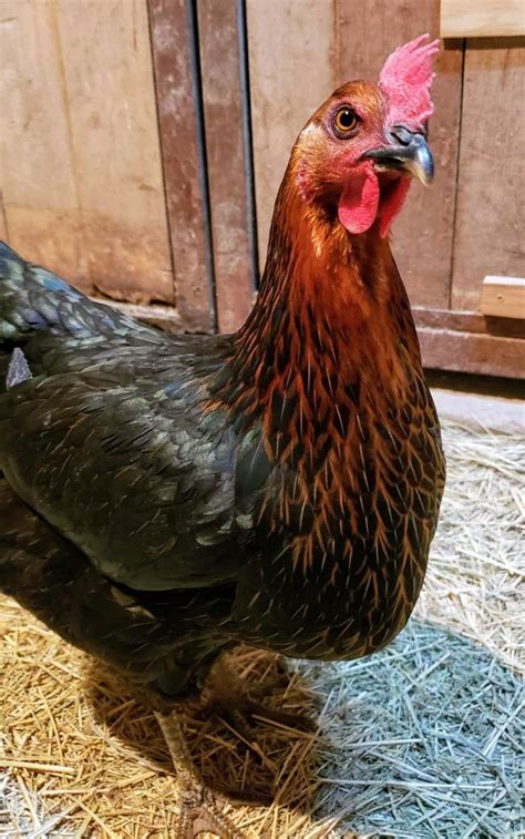 Black Sex Link Chickens Brown Egg Layers Cackle Hatchery®