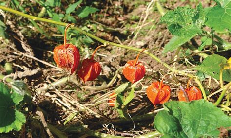 Gardening Our Feathered Friends Newspaper Dawncom