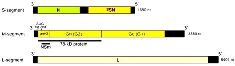 Genome Of Rvfv Showing The Three Rna Segments Small S Medium M