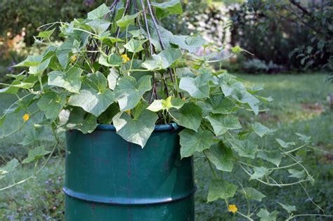 Як посадити і виростити огірки в бочці крок за кроком
