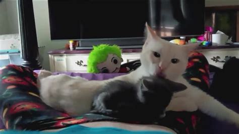 Zero And Mouse Diego Album On Imgur