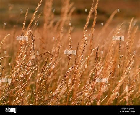 Summer Colours In The Field Of Golden Grass Seed Heads As Nature