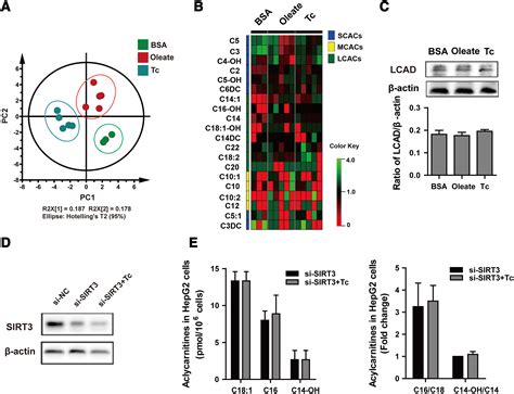 Theacrine Protects Against Nonalcoholic Fatty Liver Disease By Regulating Acylcarnitine