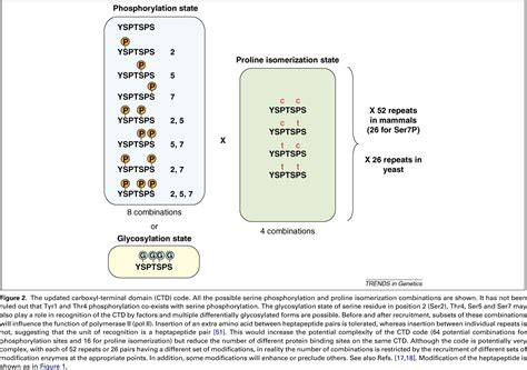 Figure 1 From Cracking The Rna Polymerase Ii Ctd Code Semantic Scholar