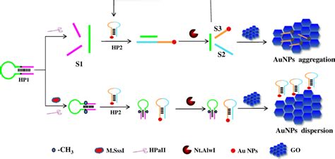 Schematic Representation Of The Colorimetric Assay For Msssi Activity