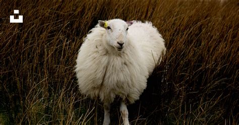 키 큰 풀밭에 서 있는 양 사진 Unsplash의 무료 회색 이미지