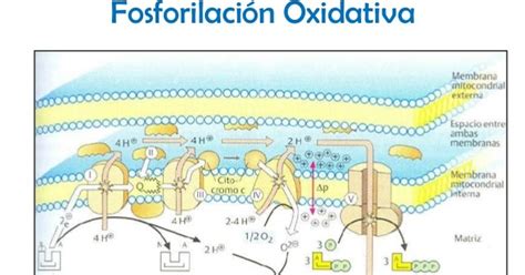 Fosforilación Oxidativa Y Cadena Respiratoria Localización Celular En