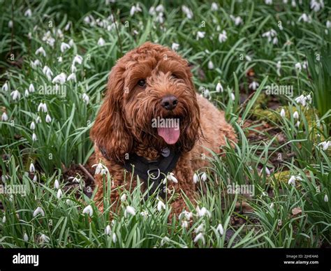 A Young Cockapoo Lying Down In The Snowdrops Near A Forest Path Stock