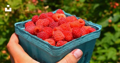 빨간 과일이 든 파란색 플라스틱 용기를 들고 있는 사람 사진 Unsplash의 무료 녹색 이미지