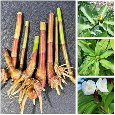 Premium 3 Insulin Plants With Roots Costus Speciosus 4 6 Transform