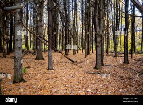 Array Of Pine Tree Troncs In The Forest With Leaves On The Ground Stock