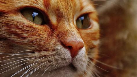 Gatos Naranjas Razas Curiosidades Y El Secreto De Garfield
