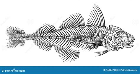 Haddock Line Art Haddock Vector Haddock Illustration Haddock Drawing Haddock Sketch Ai
