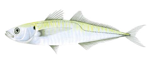 Jurel Capital Azulcapital Azul