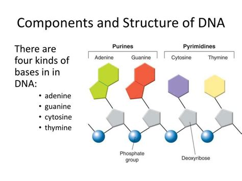PPT DNA History And Structure PowerPoint Presentation ID