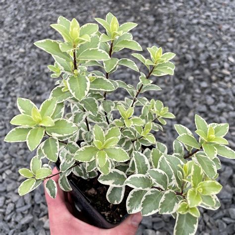 Pittosporum Tenuifolium