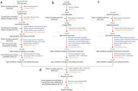 Genome Wide Discovery Of Long Intergenic Noncoding Rnas And Their