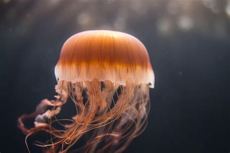 바다 깊은 곳에서 헤엄치는 해파리 사자 갈기 사진 프리미엄 사진