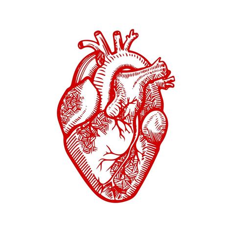 Heart Anatomy Vector Illustration Vectormine