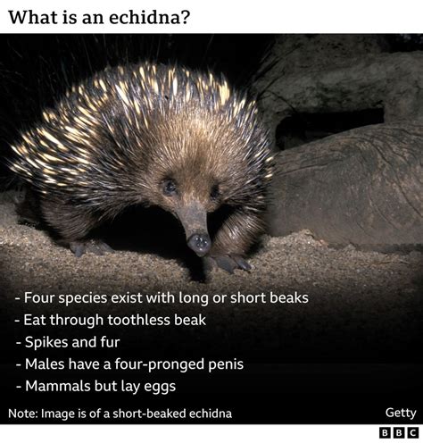 First Ever Images Prove Lost Echidna Not Extinct
