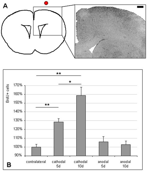 a after multi session cathodal tdcs the number of proliferating